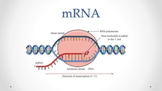 AS Biology - DNA and protein synthesis | PPTX