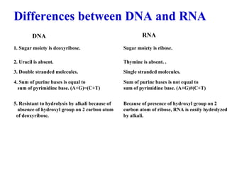 Dna And Rna Differences