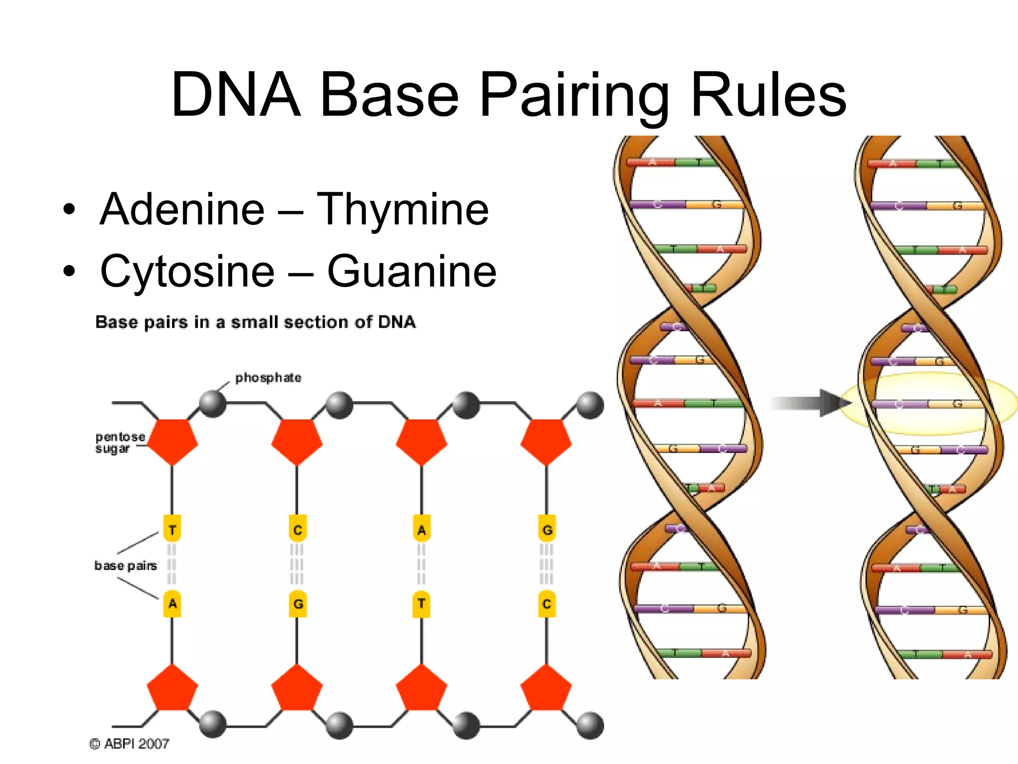 Dna and rna | PPT