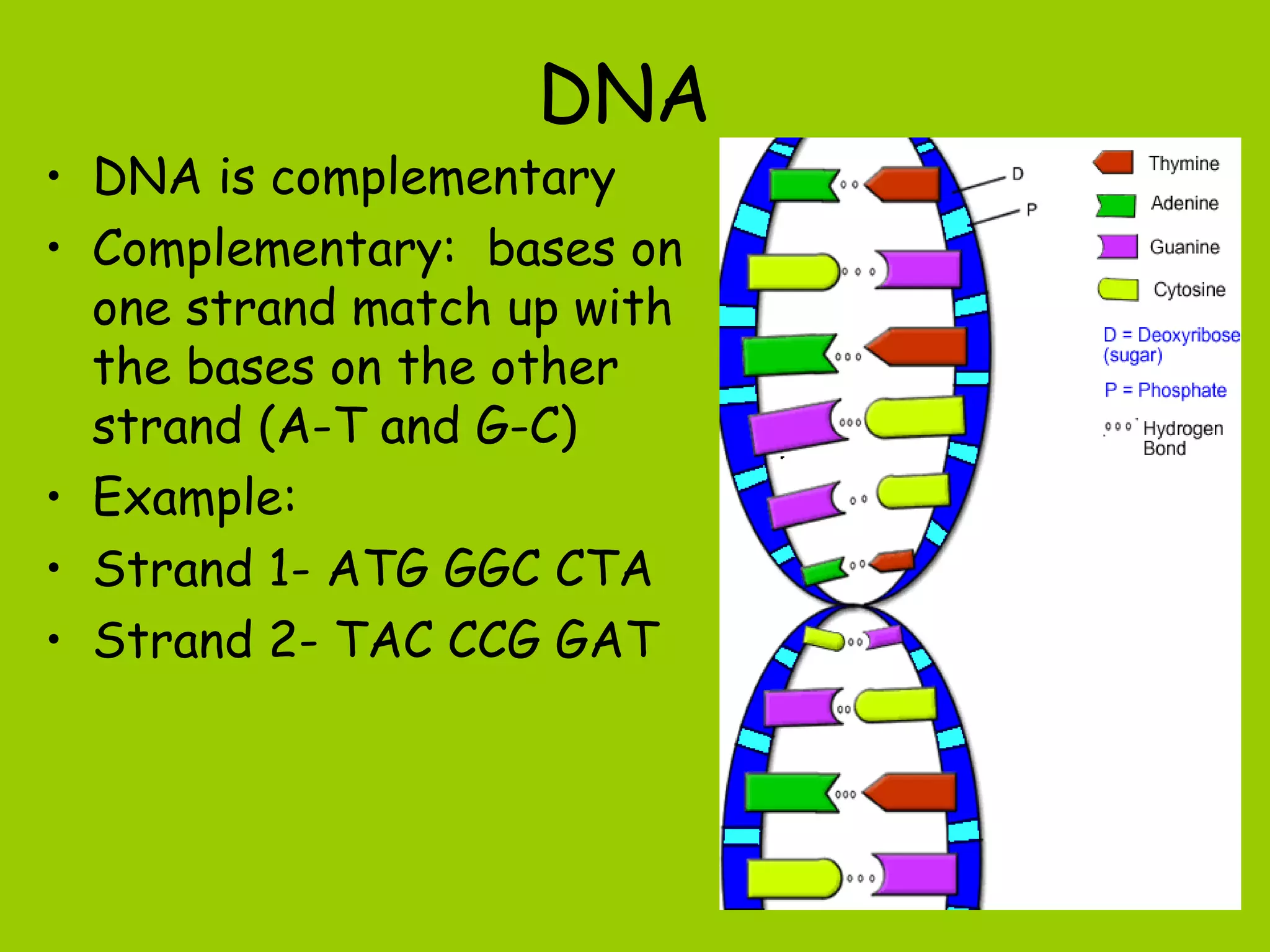 Dna and rna | PPT