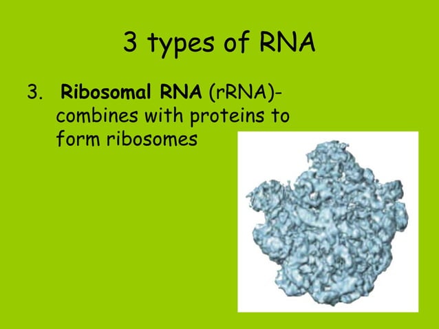 Dna and rna | PPT | Biological Sciences | Science