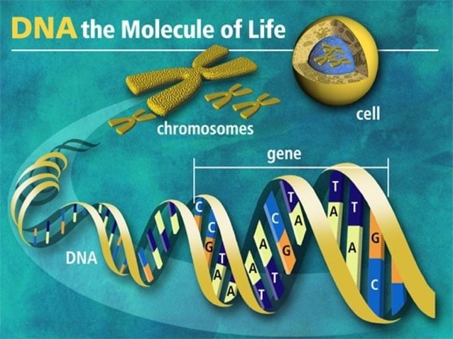 Dna and rna | PPT | Biological Sciences | Science