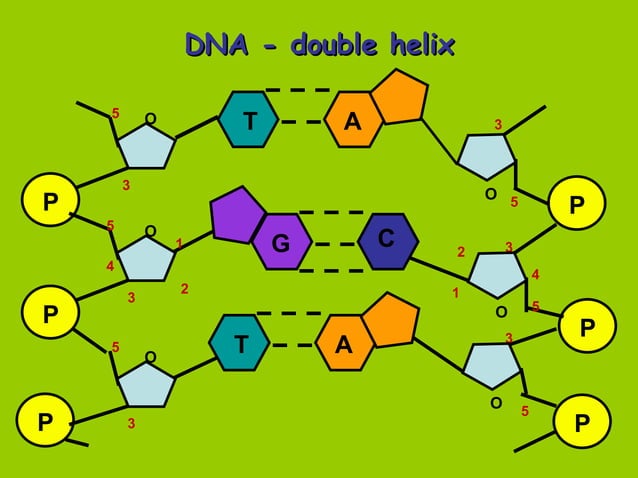 Dna and rna | PPT | Biological Sciences | Science