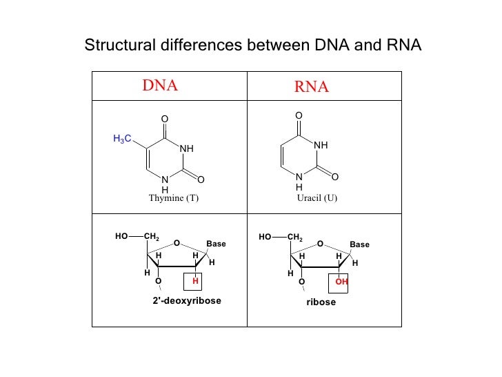 Differences Between Dna And Rna