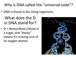 Dna and RNA | PPTX