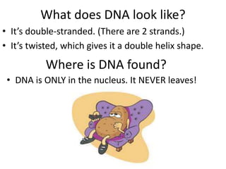 Dna and RNA | PPT
