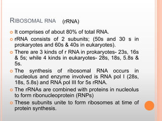 Dna and rna | PPTX