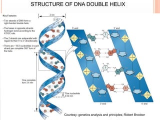 Dna and rna | PPTX