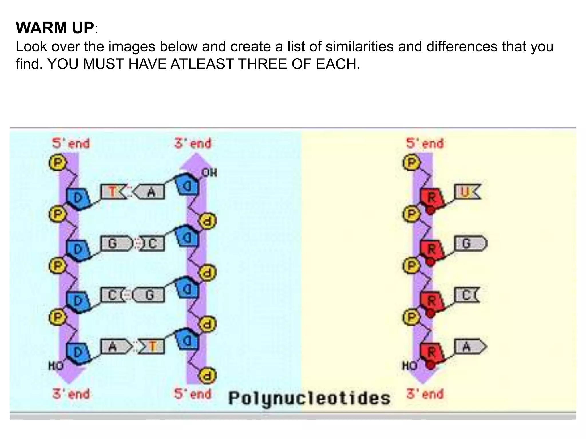 dna and rna.ppt