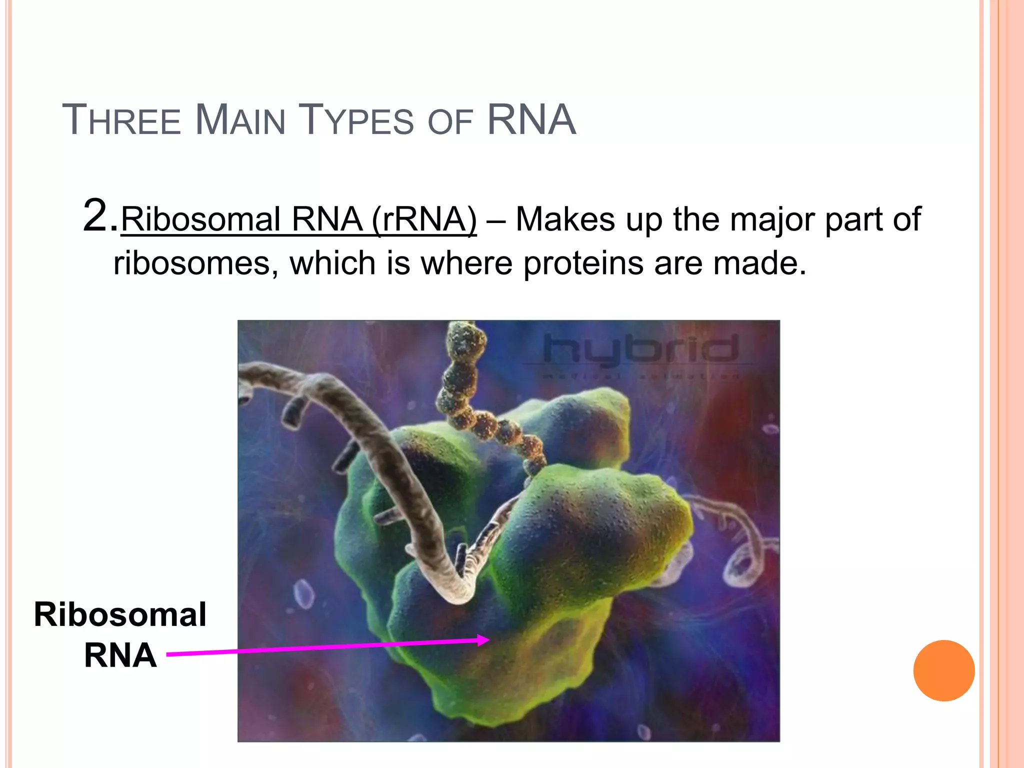 dna and rna.ppt | Biological Sciences | Science