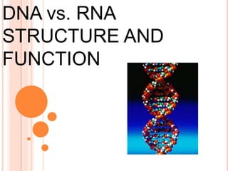 dna and rna.ppt