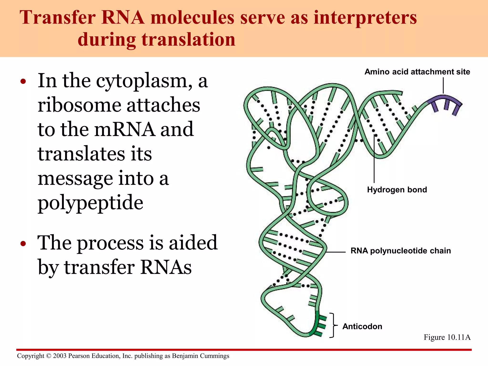 dna and rna.ppt