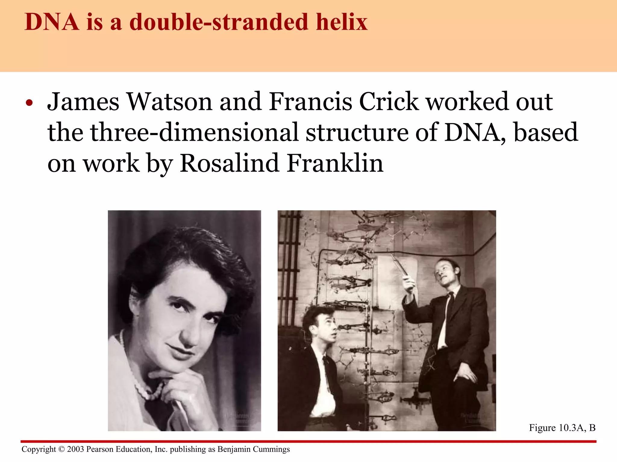 dna and rna.ppt