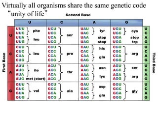 dna and rna.ppt