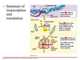 dna and rna.ppt