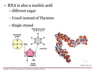 dna and rna.ppt