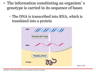 dna and rna.ppt