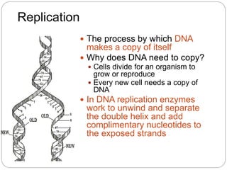 DNA and RNA.ppt