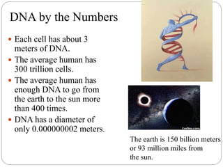 DNA and RNA.ppt