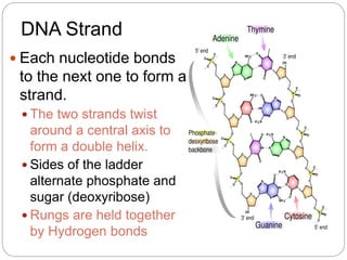 DNA and RNA.ppt