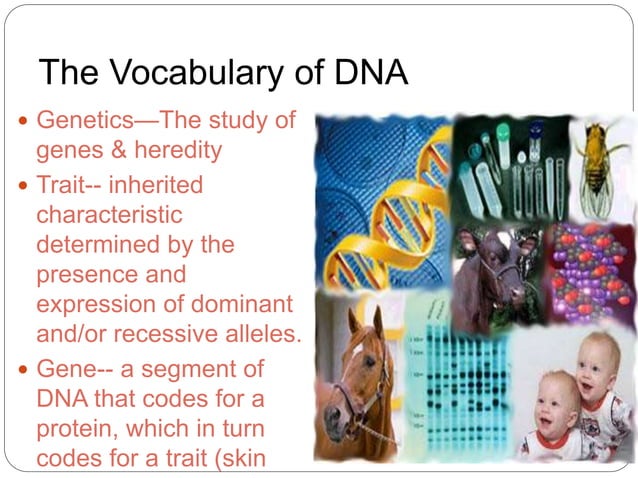 DNA and RNA.ppt