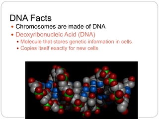 DNA and RNA.ppt