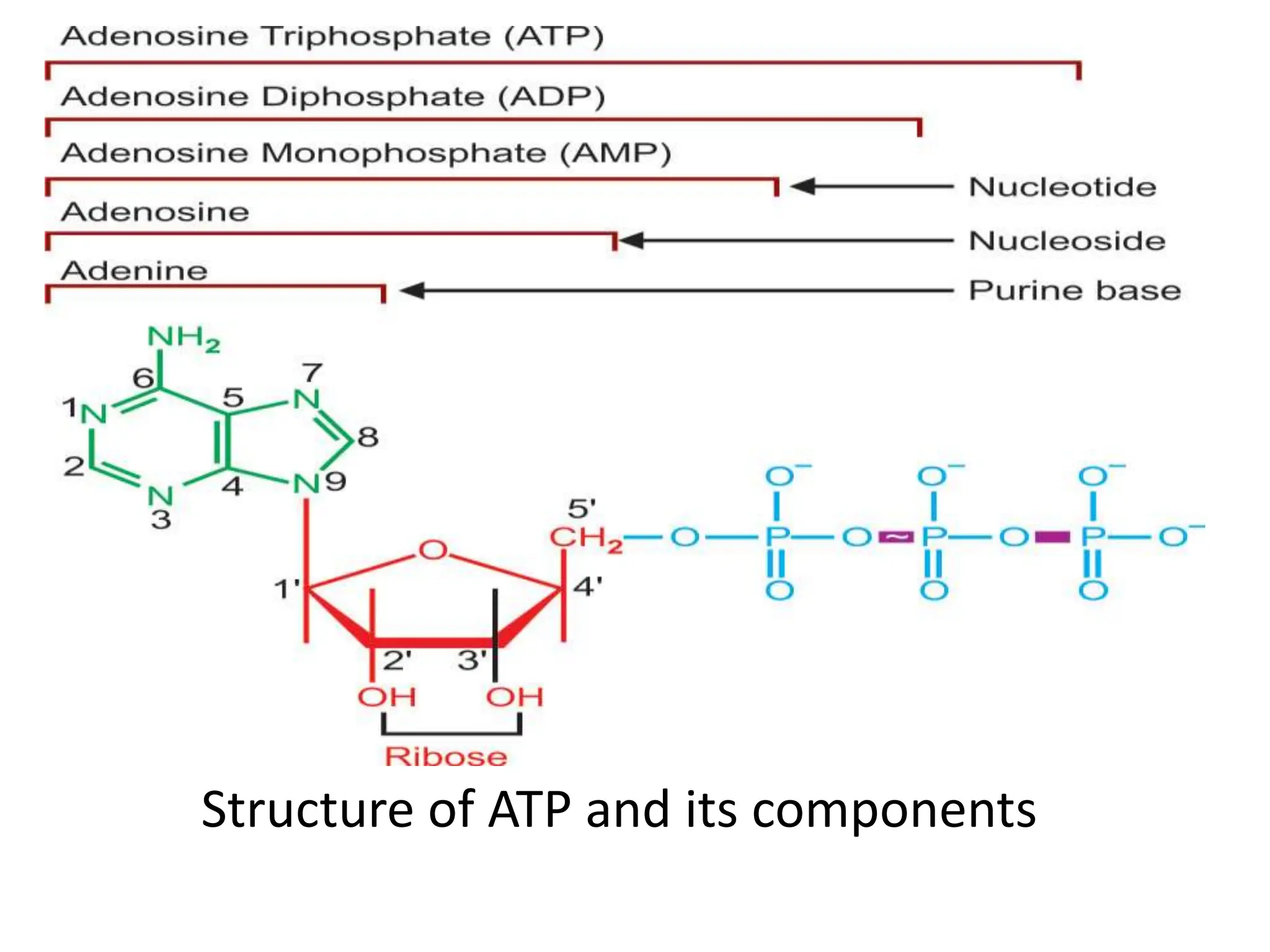 Structure of DNA and RNA, Nucleotides Nucleosides.pptx