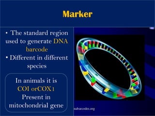 DNA and RAN based taxonomy in animals | PDF