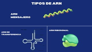 Conceptos basicos de ADN y ARN para estudiantes | PDF
