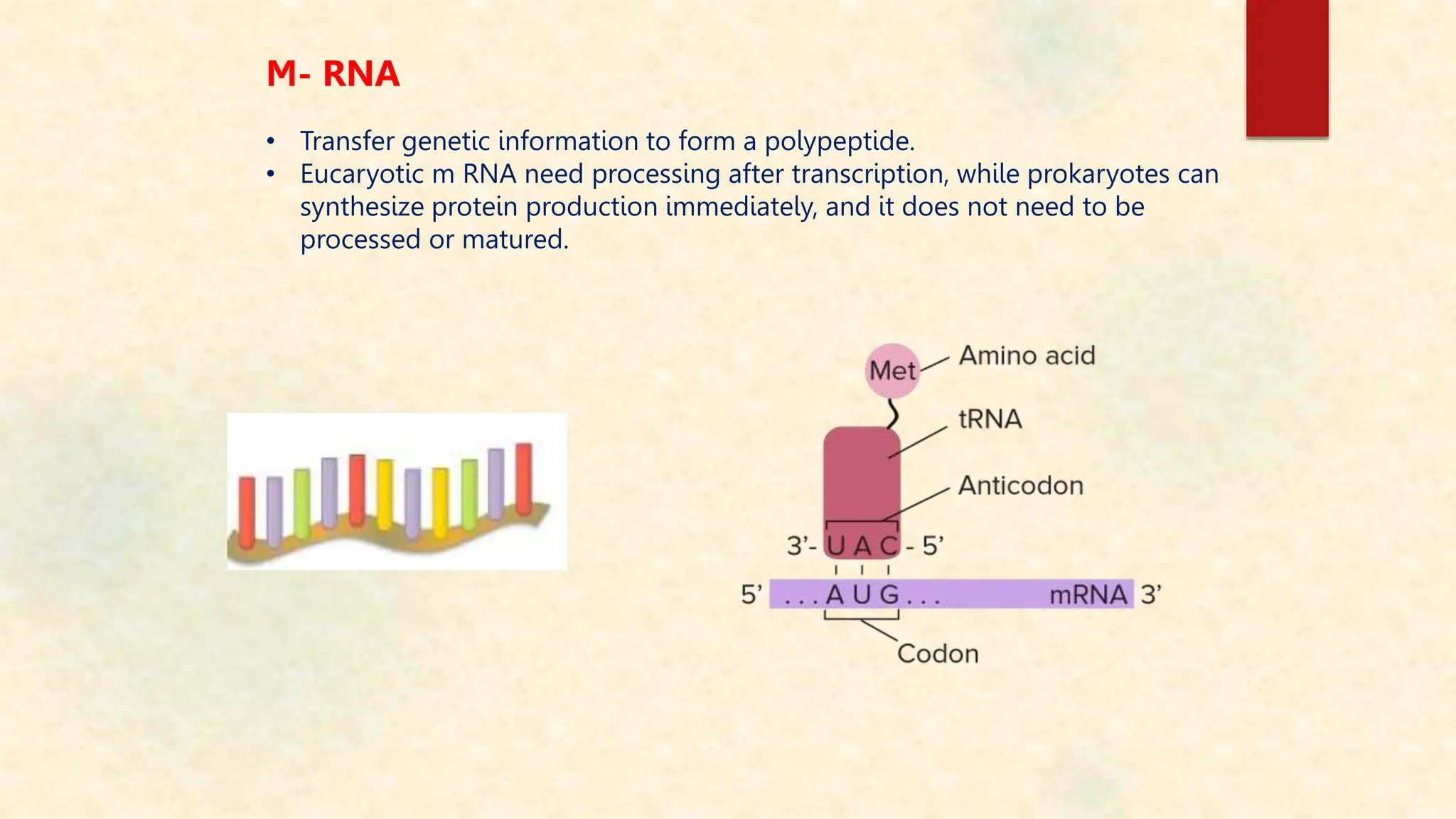 DNA and RNA Class XII Biology Based on NCERT rku.pptx