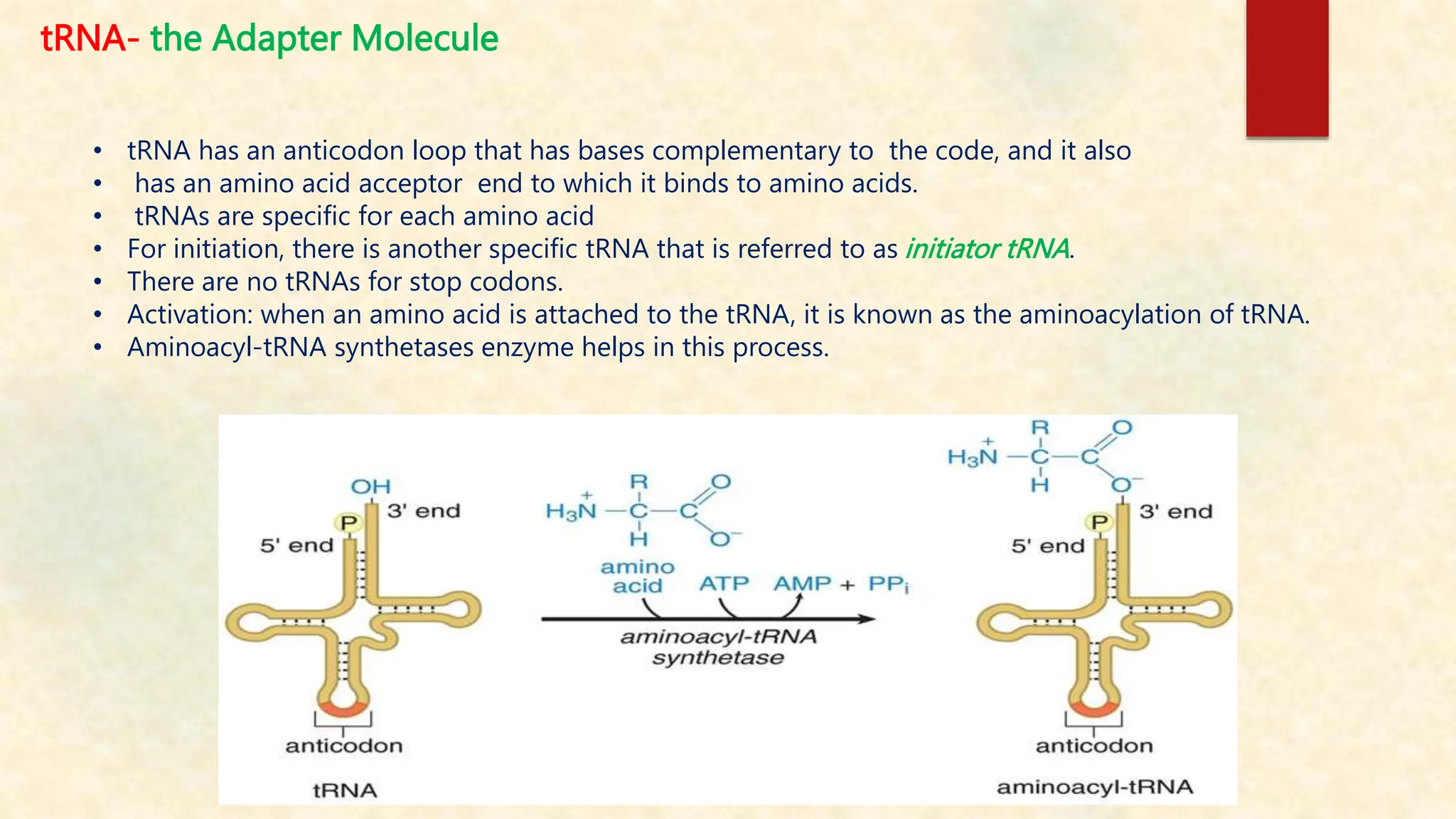 DNA and RNA Class XII Biology Based on NCERT rku.pptx