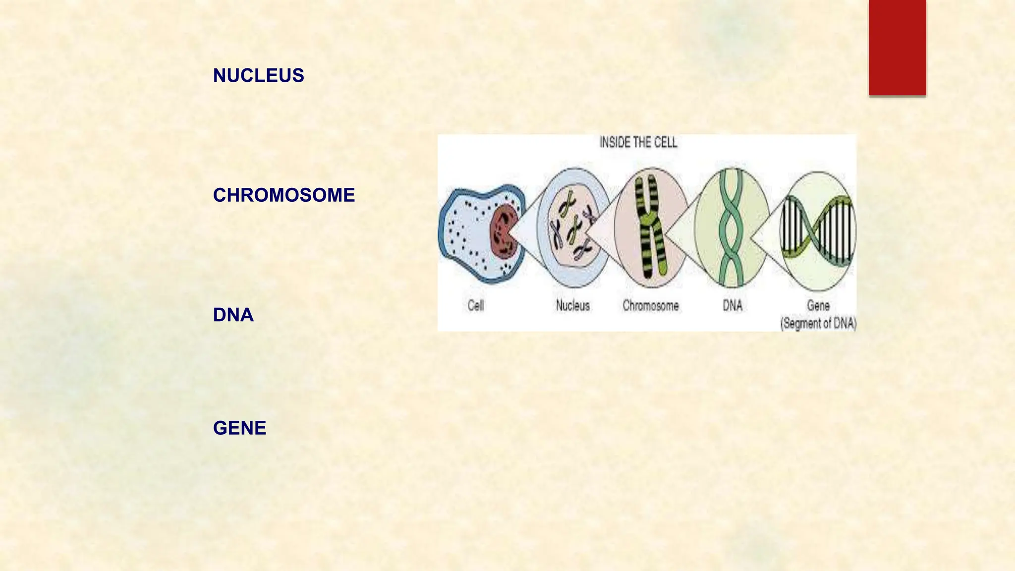DNA and RNA Class XII Biology Based on NCERT rku.pptx