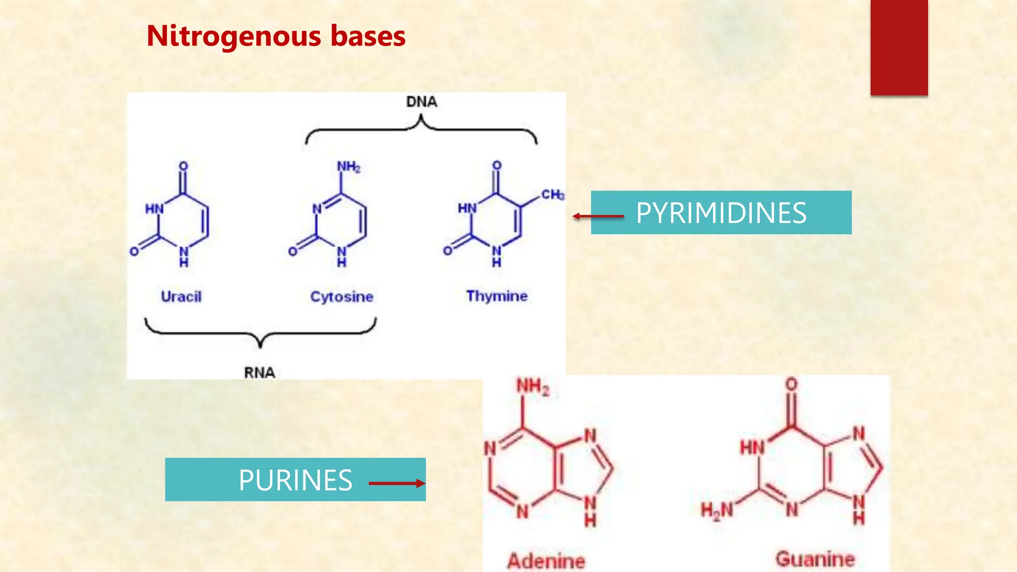 DNA and RNA Class XII Biology Based on NCERT rku.pptx