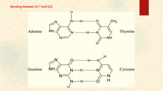 DNA and RNA Class XII Biology Based on NCERT rku.pptx