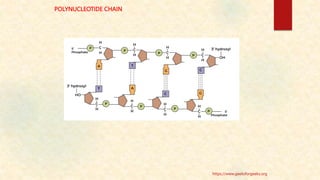 DNA and RNA Class XII Biology Based on NCERT rku.pptx