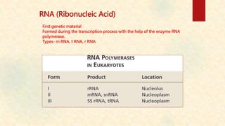 DNA and RNA Class XII Biology Based on NCERT rku.pptx