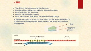 DNA and RNA Class XII Biology Based on NCERT rku.pptx
