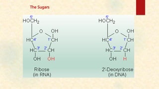 DNA and RNA Class XII Biology Based on NCERT rku.pptx