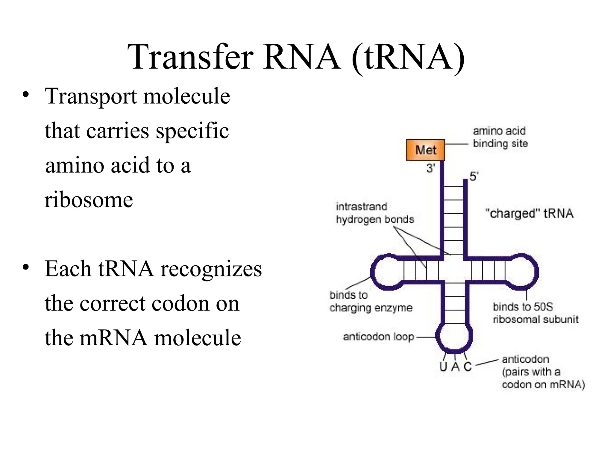DNA and RNA similarities and differences.ppt
