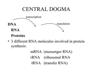 DNA and RNA similarities and differences.ppt