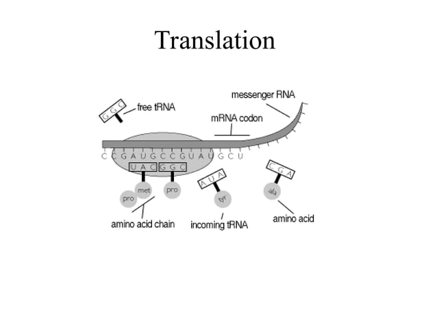 Dna And Rna Similarities And Differences Ppt