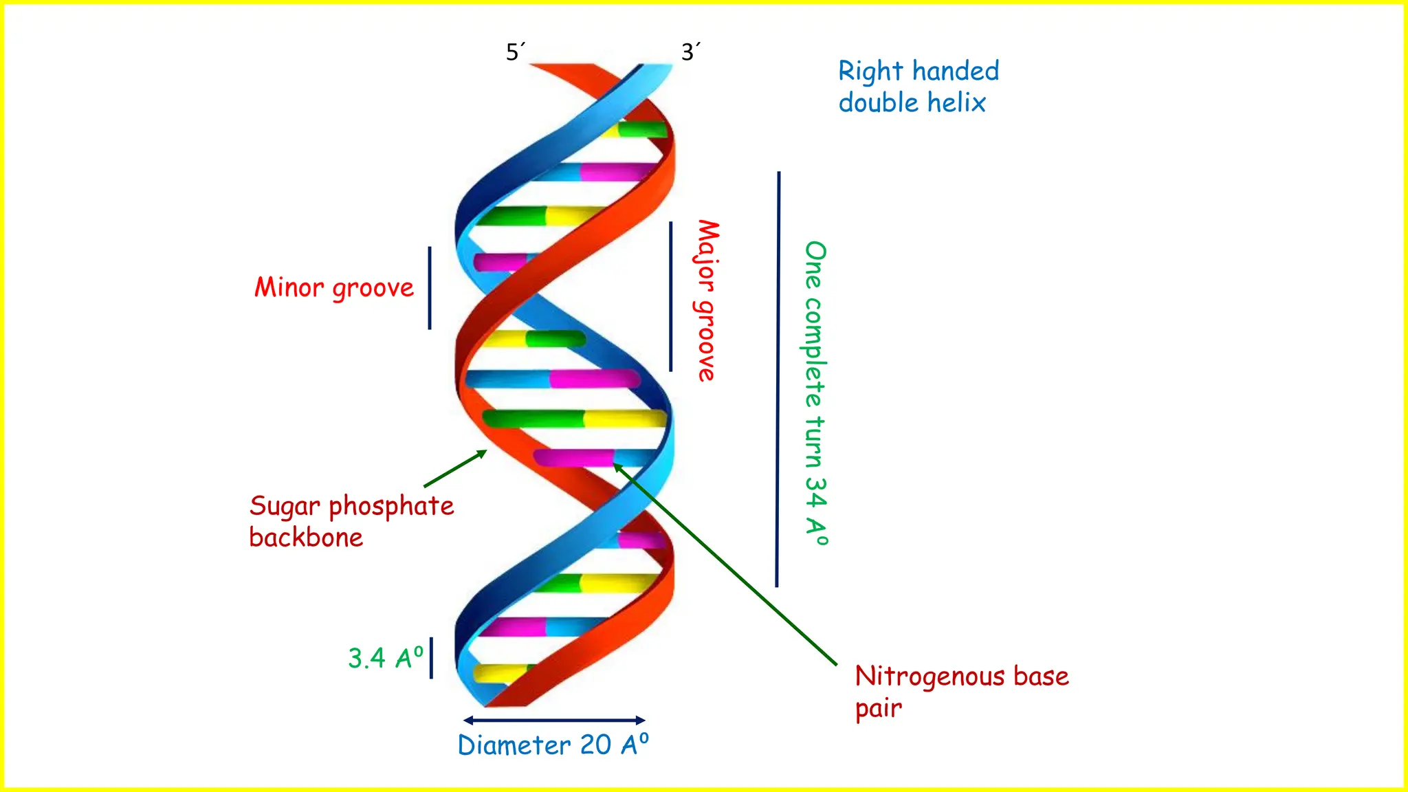Structure and functions of dna and rna cell | PPT