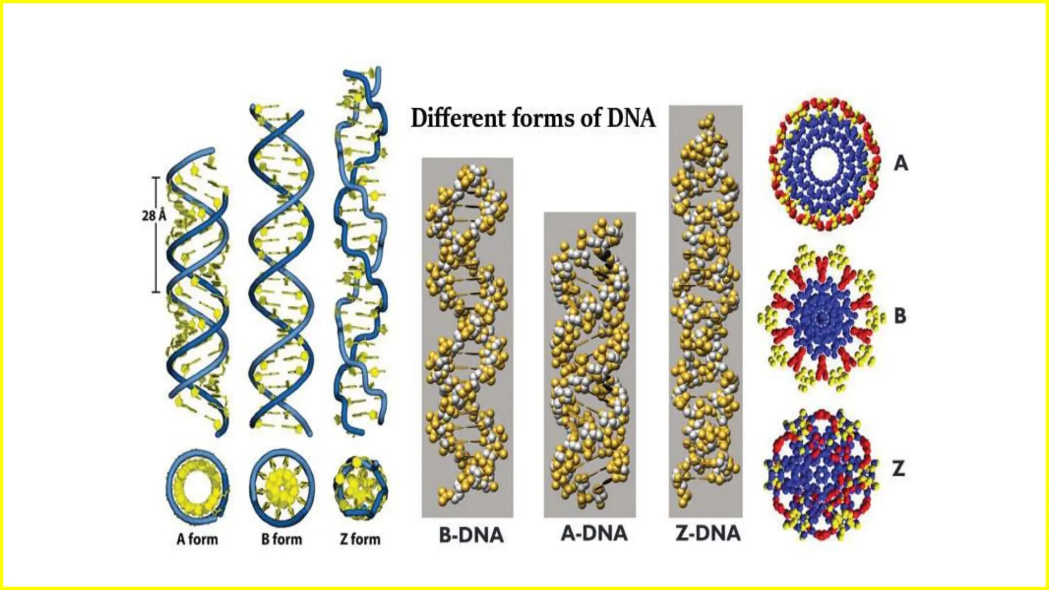 Structure and functions of dna and rna cell | PPT