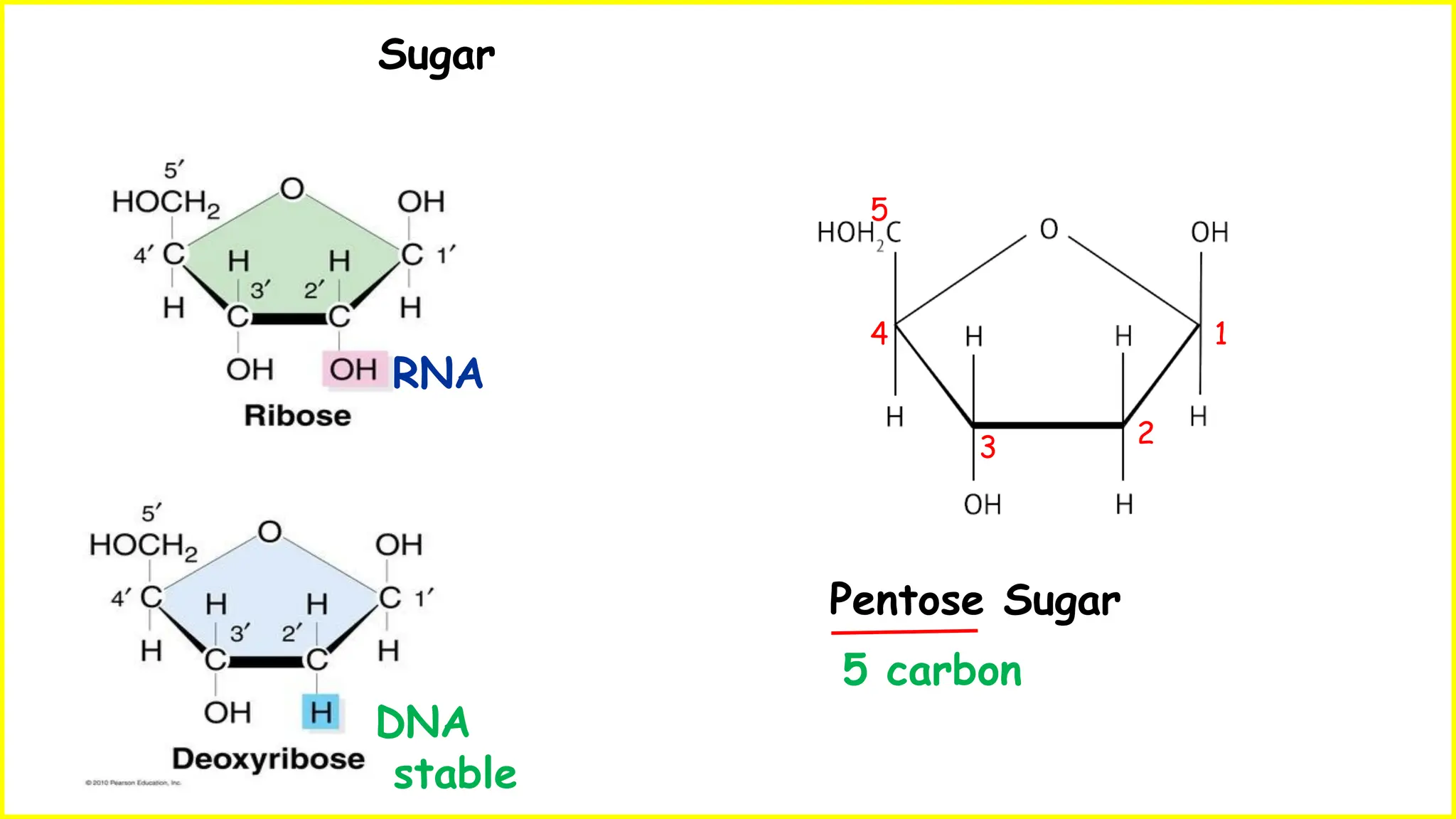 Structure and functions of dna and rna cell | PPT