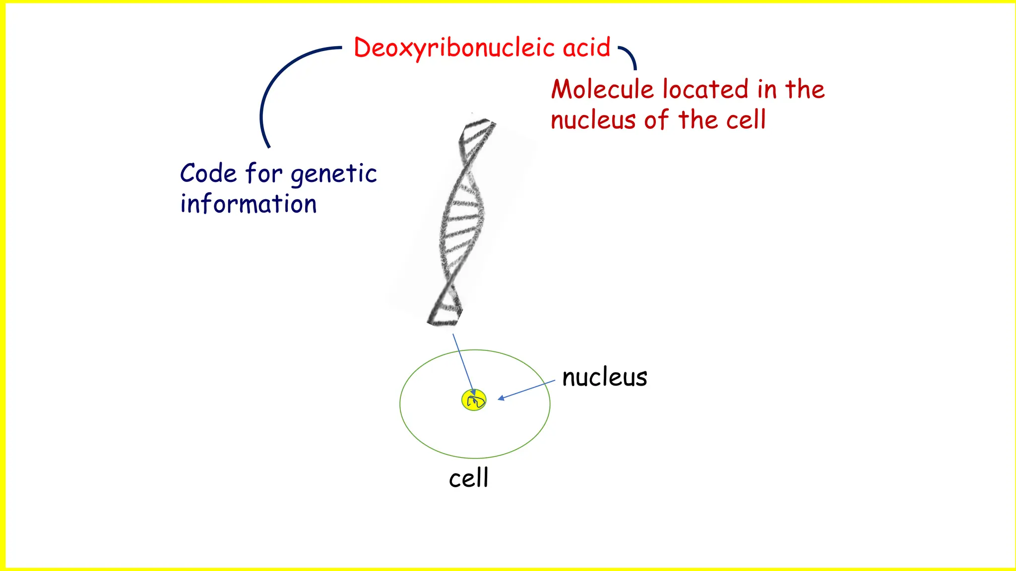 Structure and functions of dna and rna cell | PPT