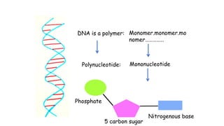 Structure and functions of dna and rna cell | PPT