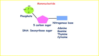 Structure and functions of dna and rna cell | PDF