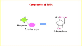 Structure and functions of dna and rna cell | PDF