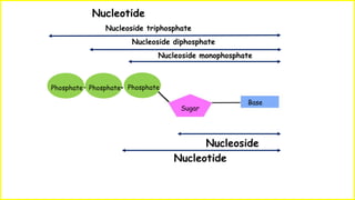 Structure and functions of dna and rna cell | PPT