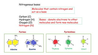 Structure and functions of dna and rna cell | PDF